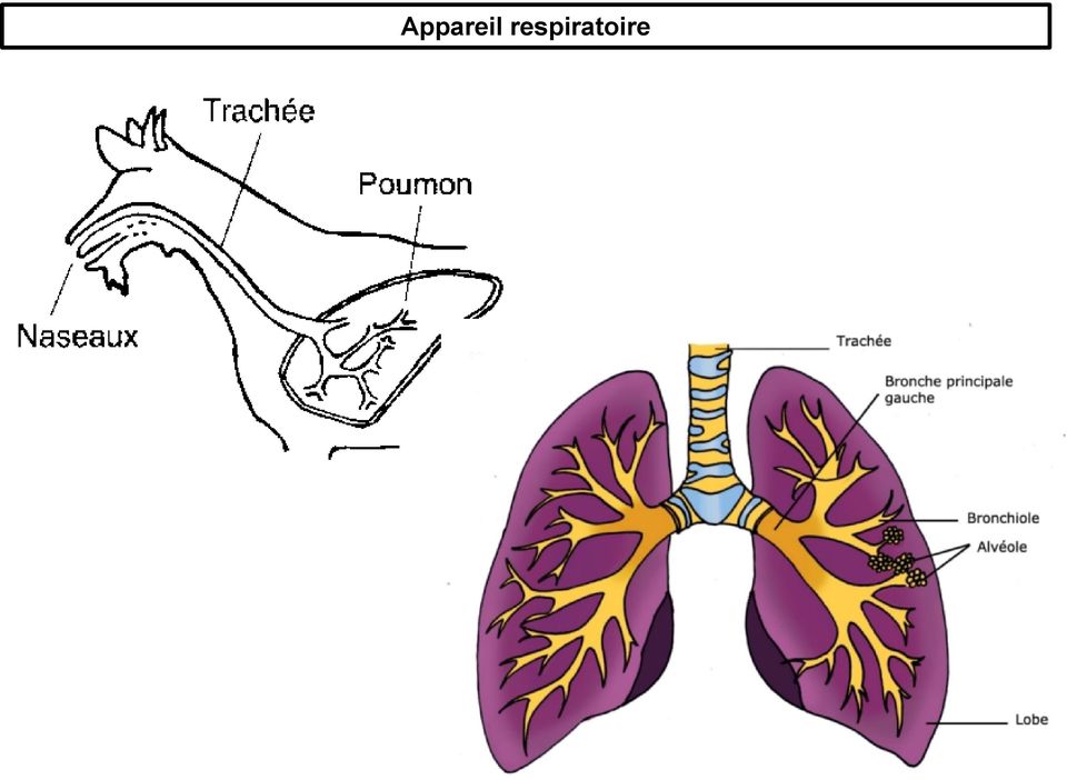 Respiration chez les mammifères