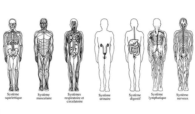 Systèmes corporels et leurs fonctions